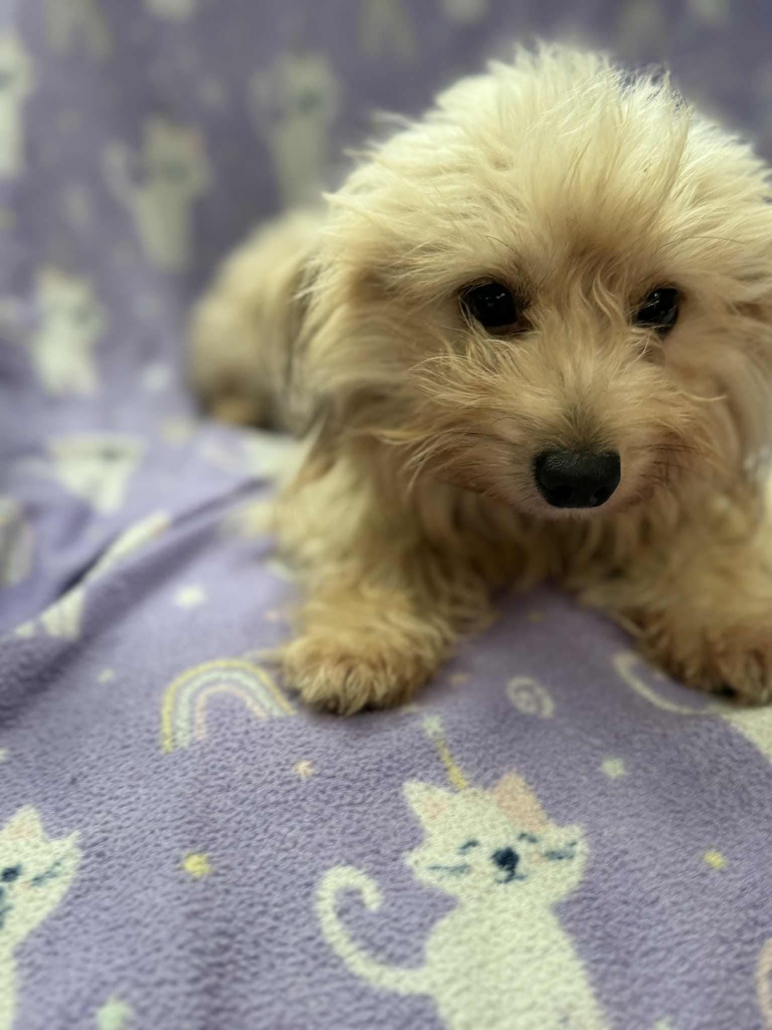 Adopt Mimi Today - Pets TheCountyOffice