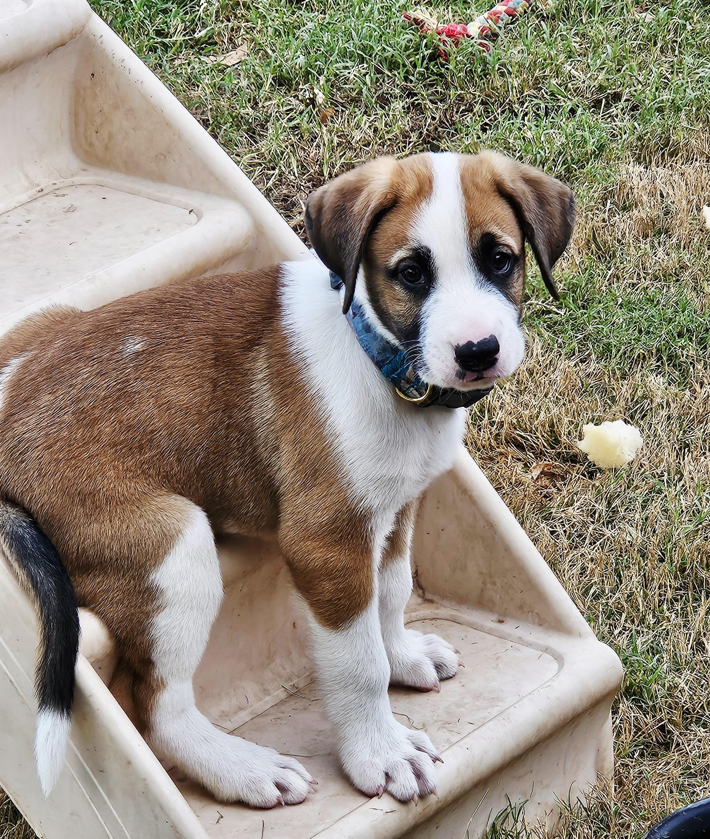 Adopt Drake Today - Pets TheCountyOffice