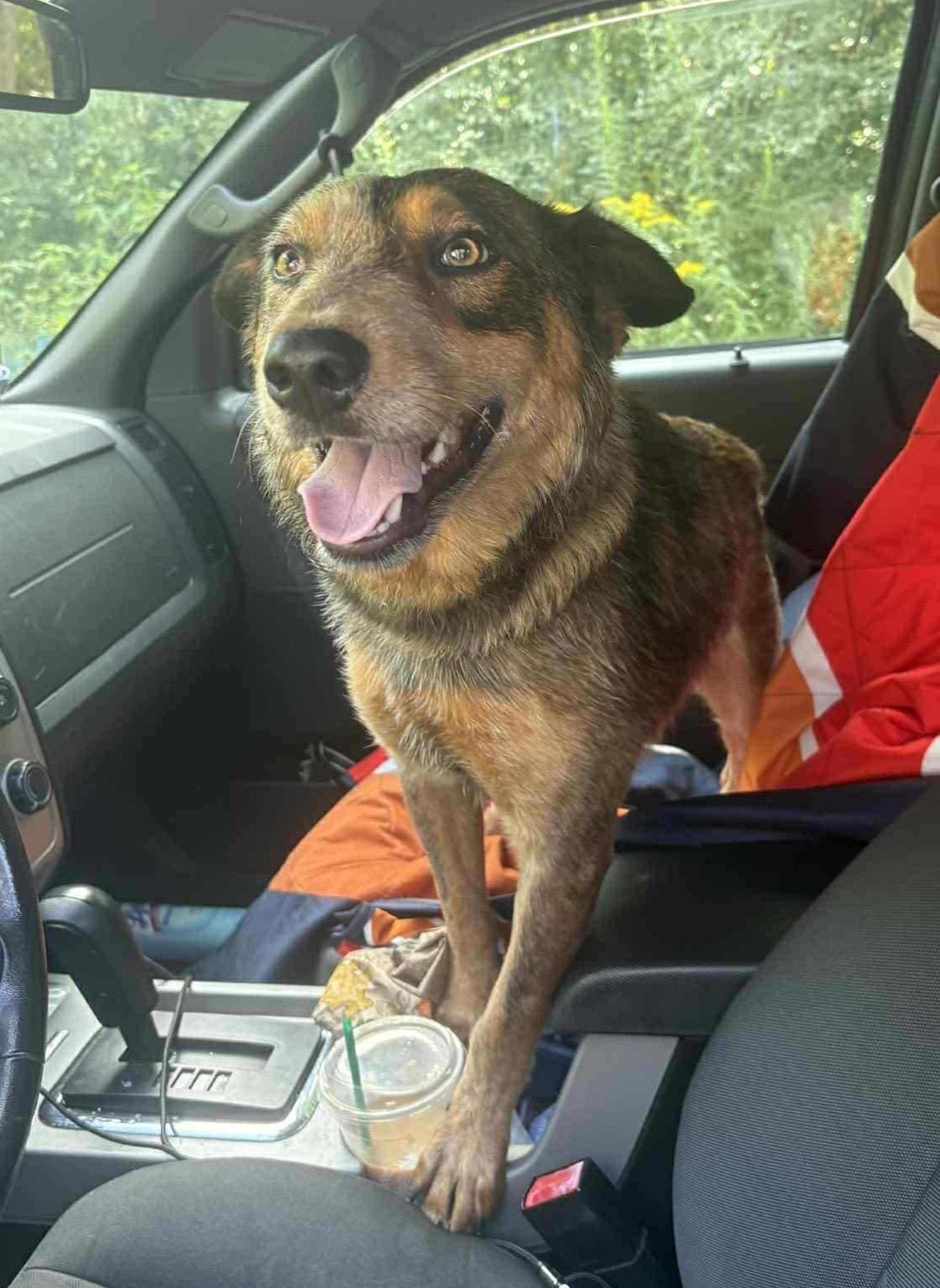 Adopt Larry Today - Pets TheCountyOffice