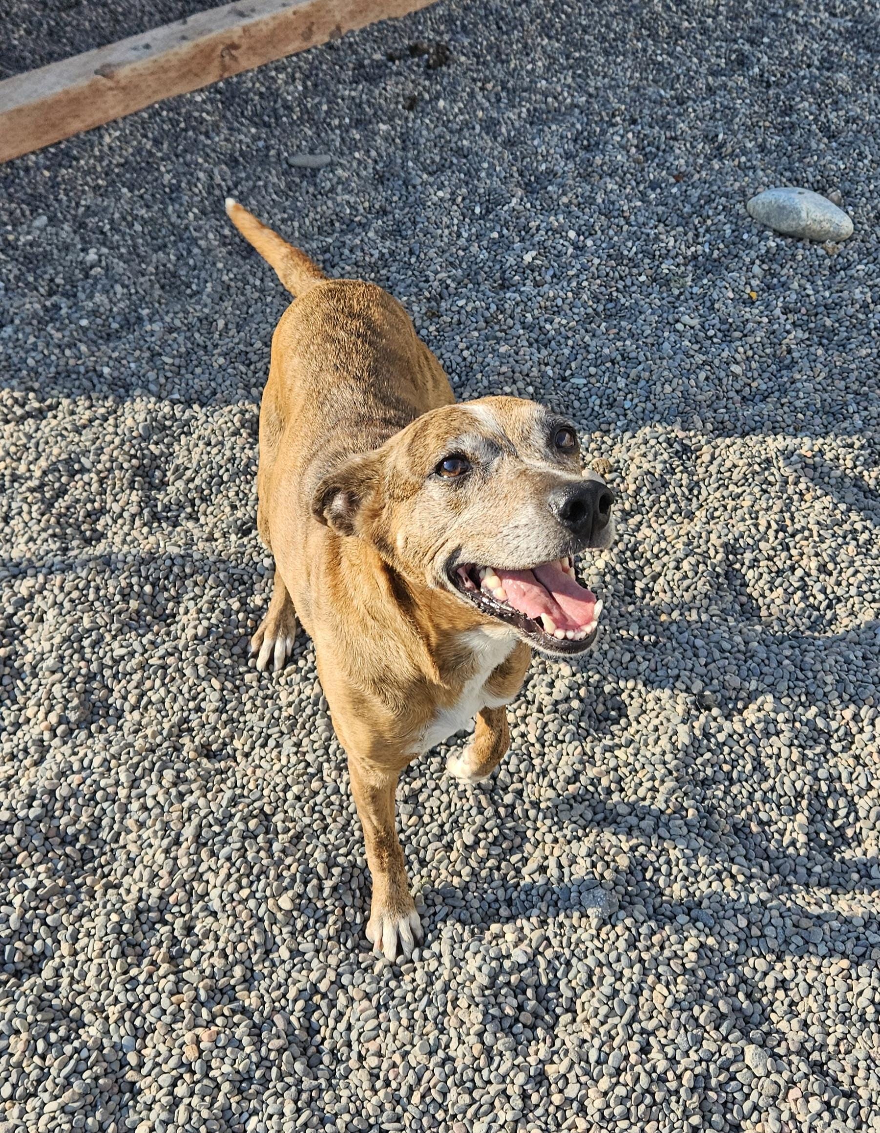 Adopt Pinkie Ninny (Mama) Today - Find Paw Pal