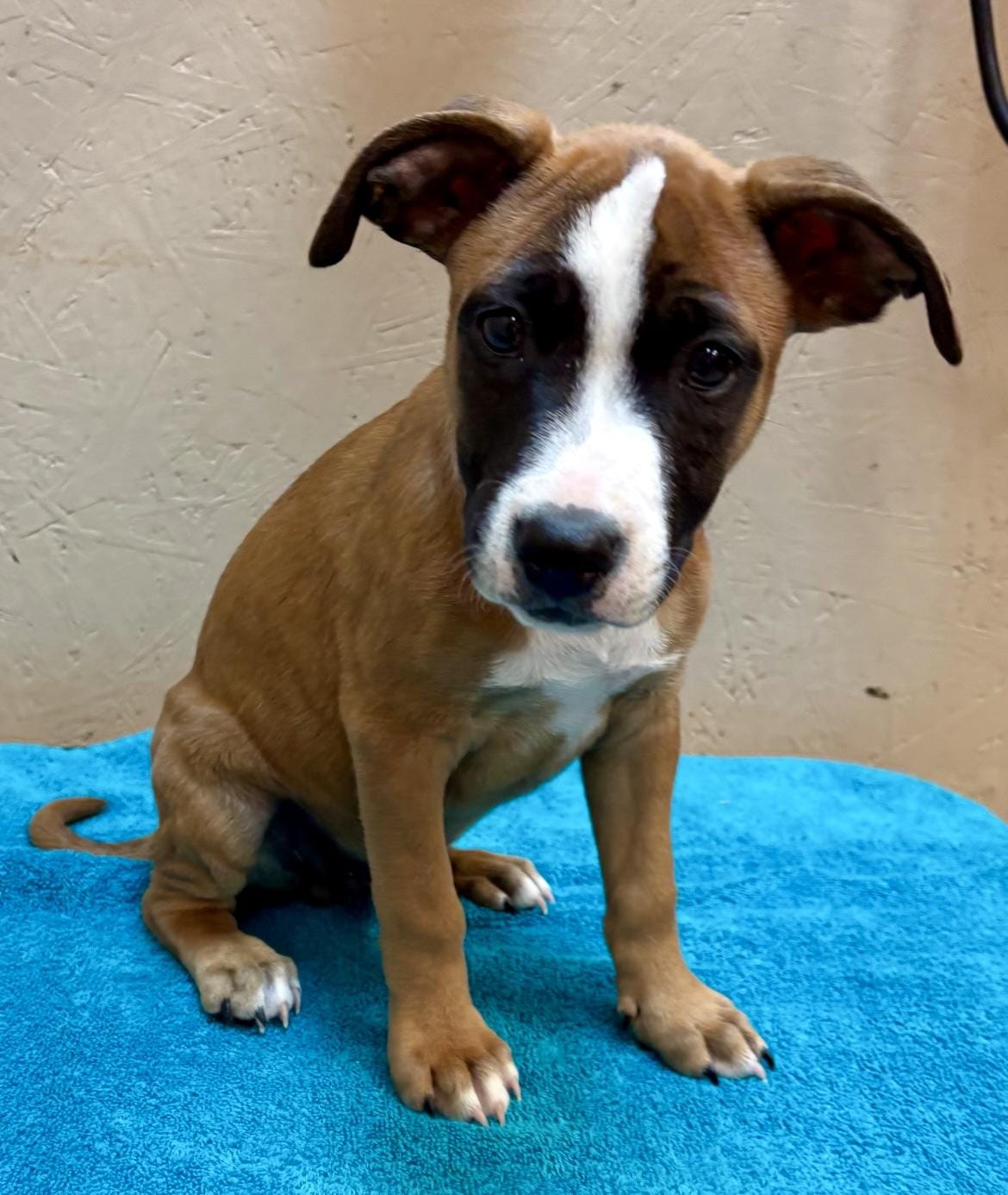Adopt Rebel Clark Today - Pets TheCountyOffice