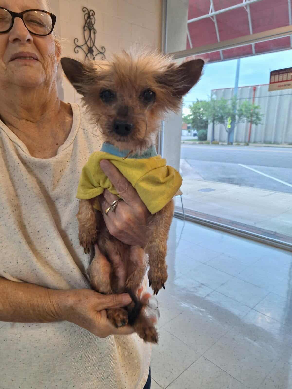 Adopt Miller Today - Pets TheCountyOffice