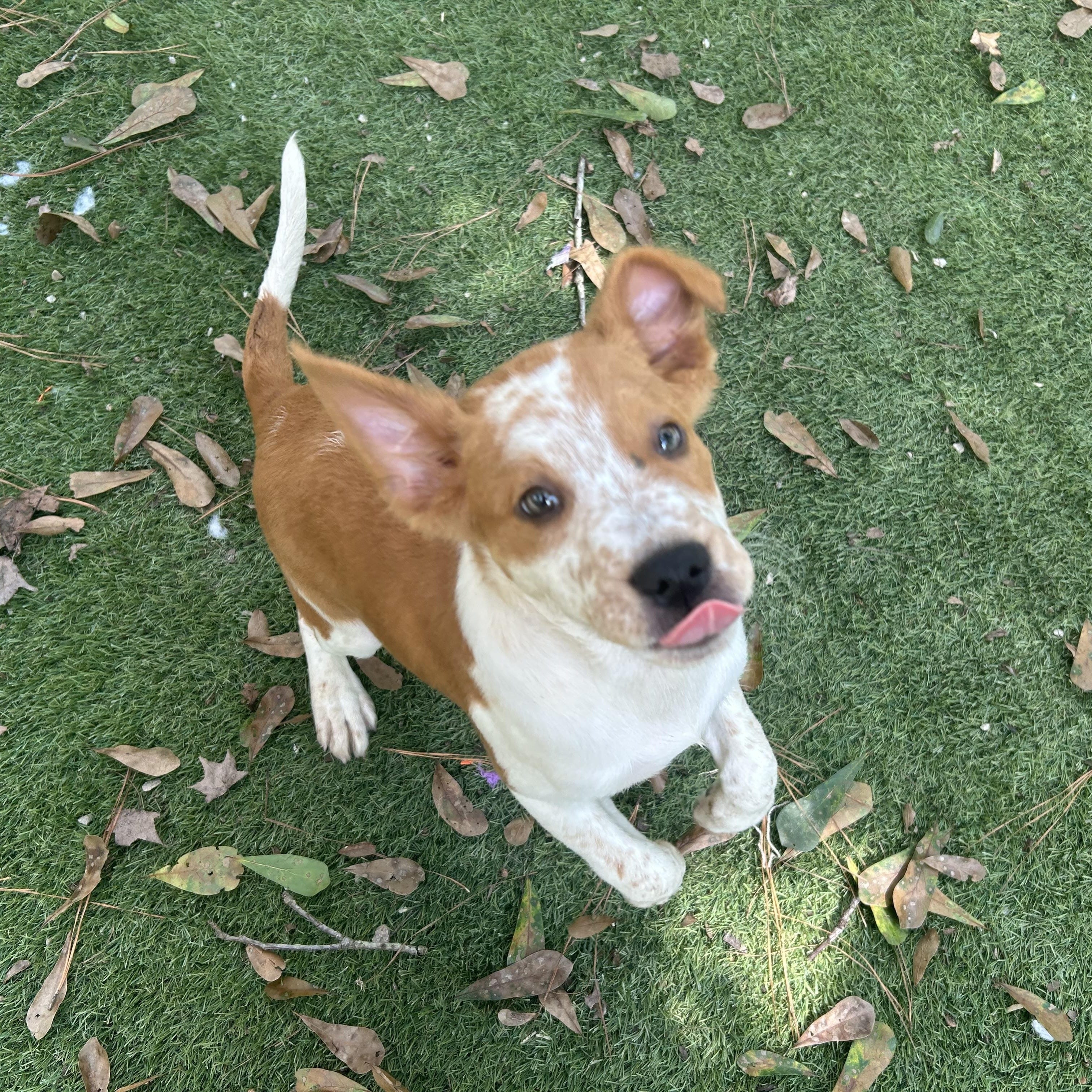 Adopt Dory Today - Pets TheCountyOffice