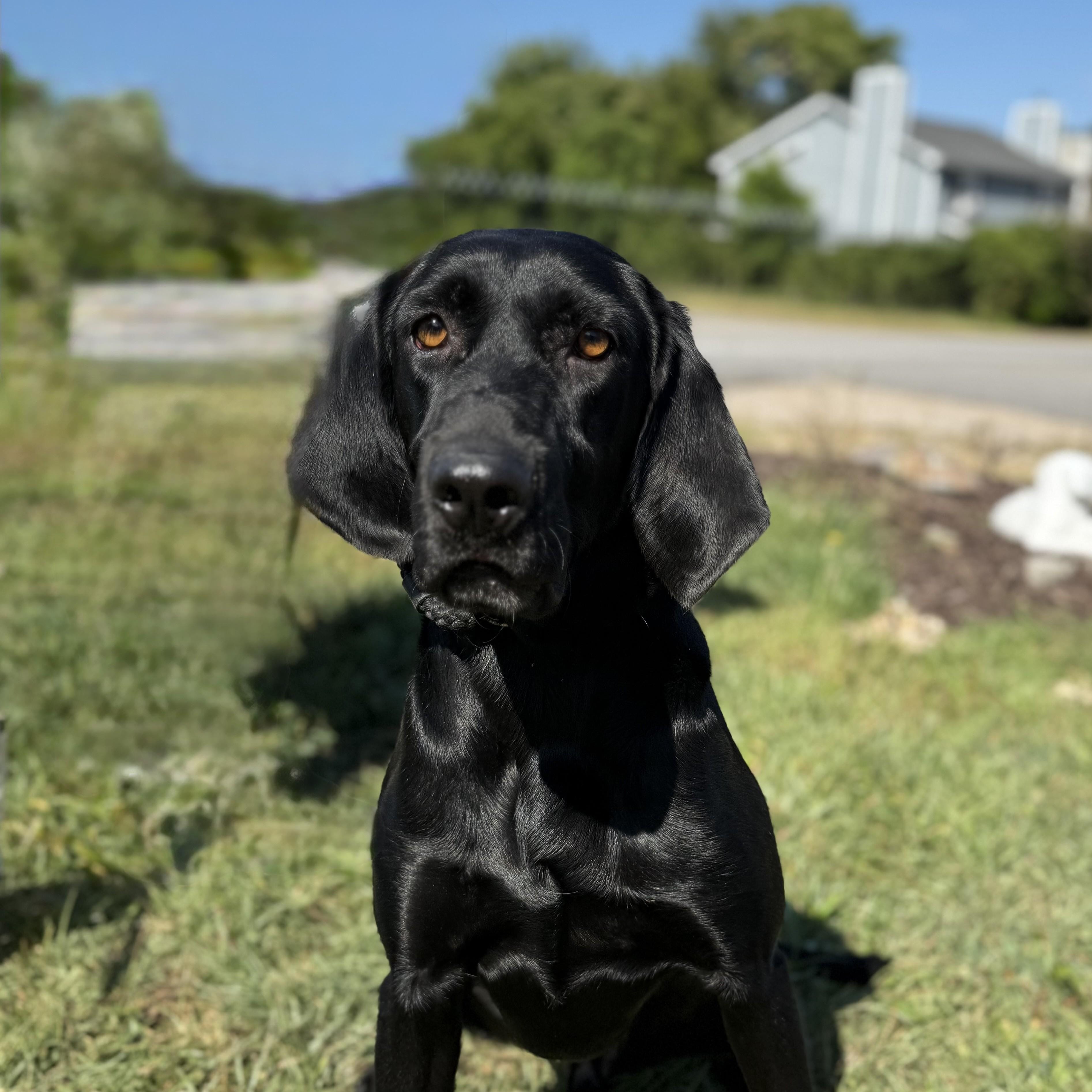 Adopt Stud Muffin Today - Pets TheCountyOffice