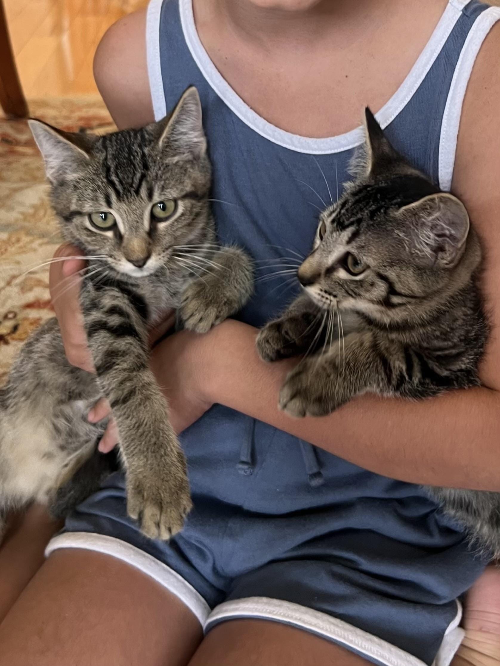 Adopt Tyler and Dylan Today - Find Paw Pal