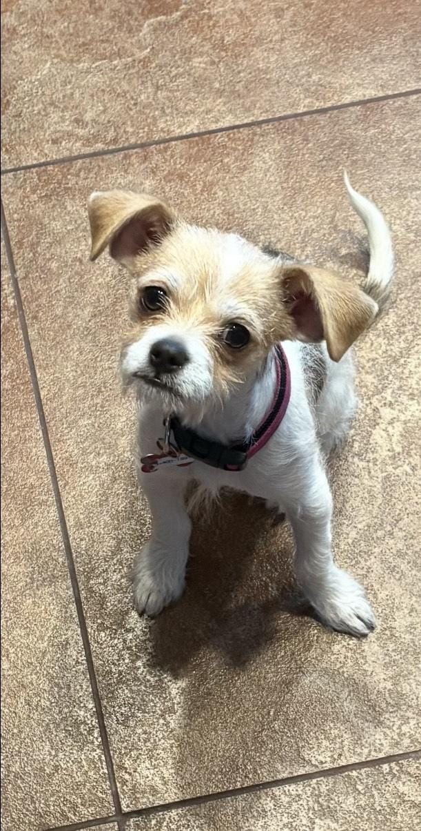 Adopt Bella Pawdid Today - Pets TheCountyOffice