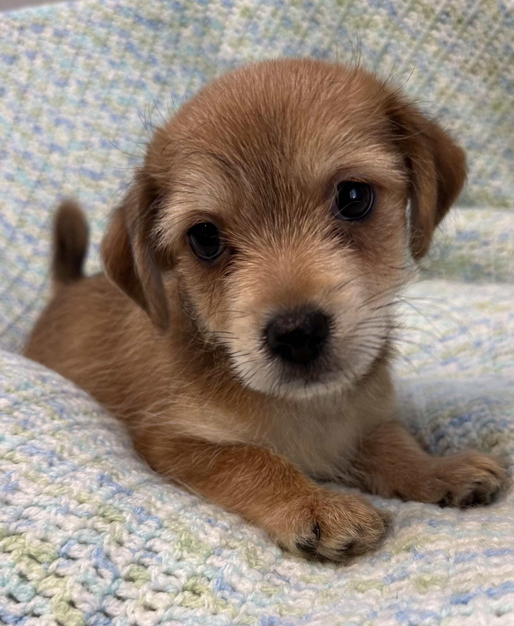Adopt Trumpet Today - Pets TheCountyOffice