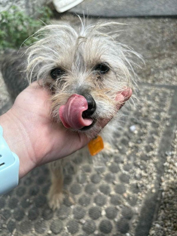 Adopt Papita Alanis Today - Pets TheCountyOffice