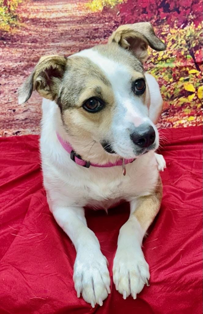 Adopt Angela Today - Find Paw Pal