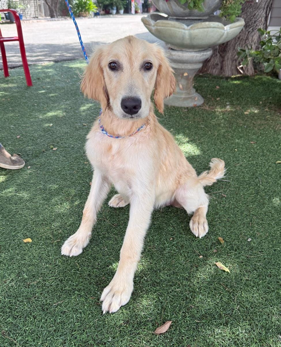 Adopt Jewel Today - Find Paw Pal
