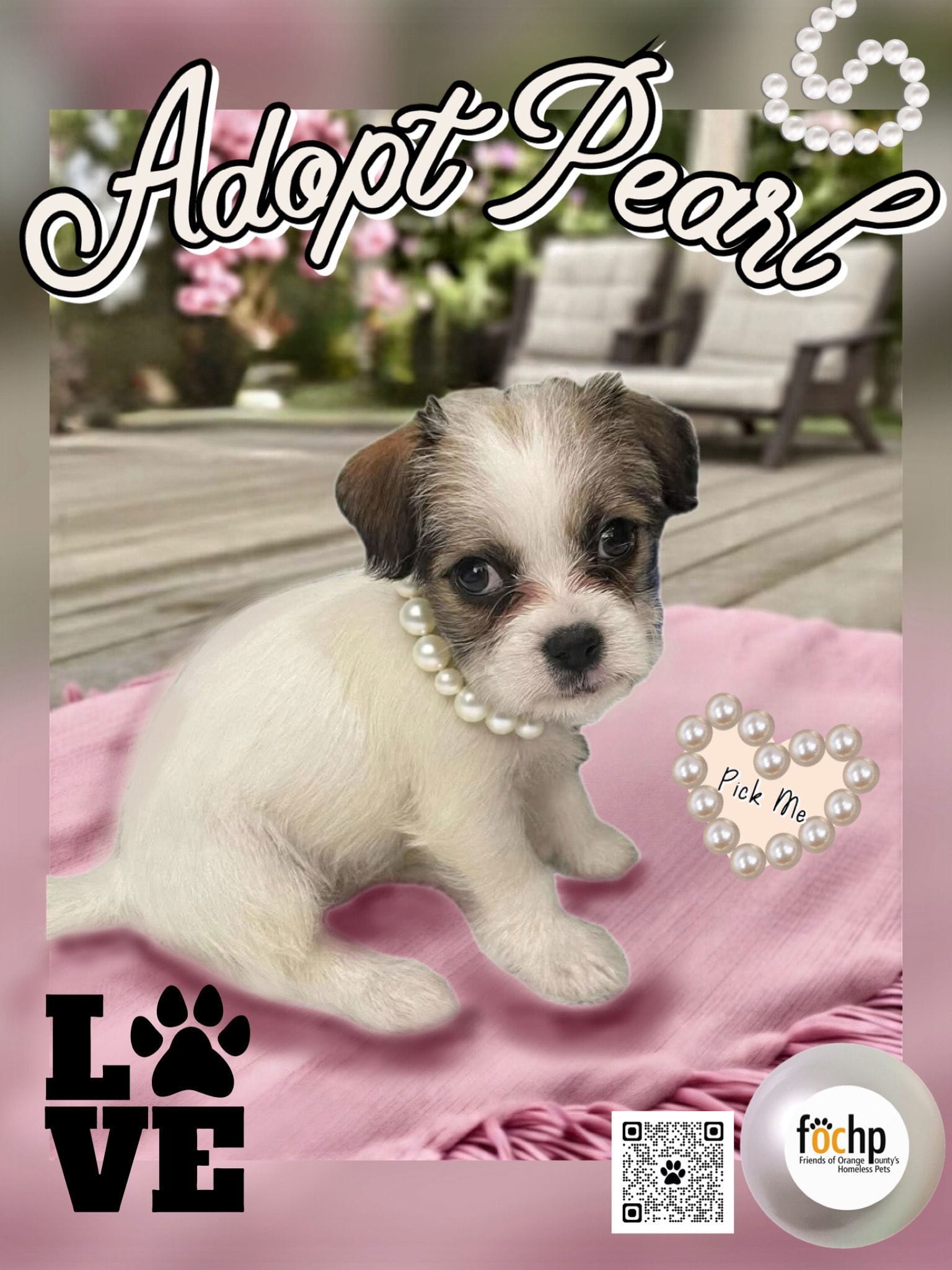 Adopt Pearl Today - Pets TheCountyOffice