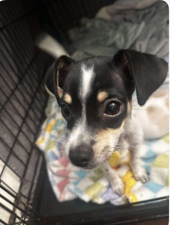 Adopt Axel Today - Find Paw Pal