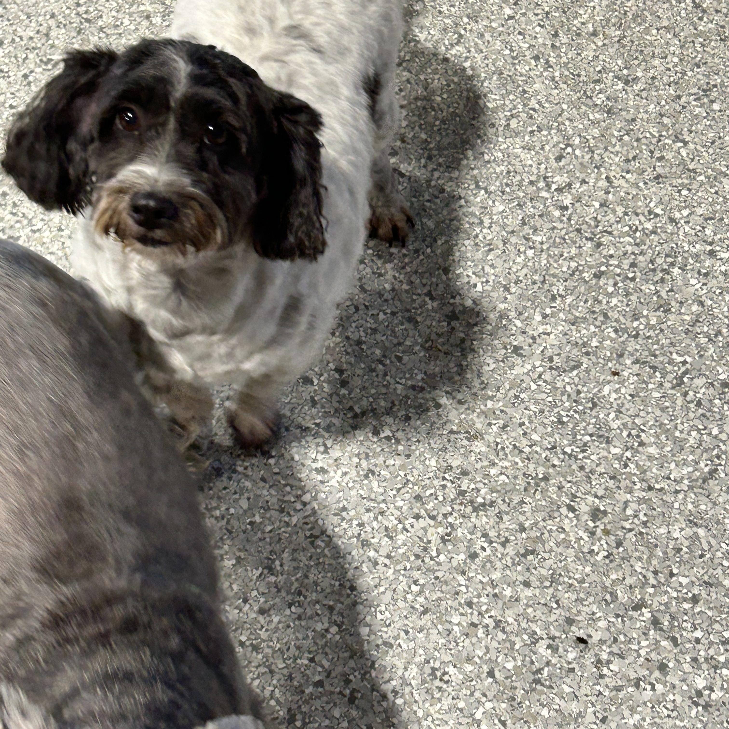 Adopt Ellie Today - Find Paw Pal