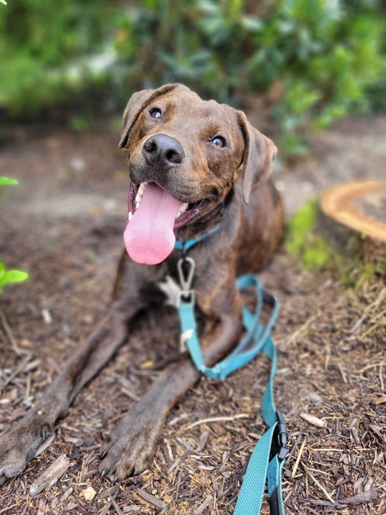 Adopt Milo Today - Pets TheCountyOffice