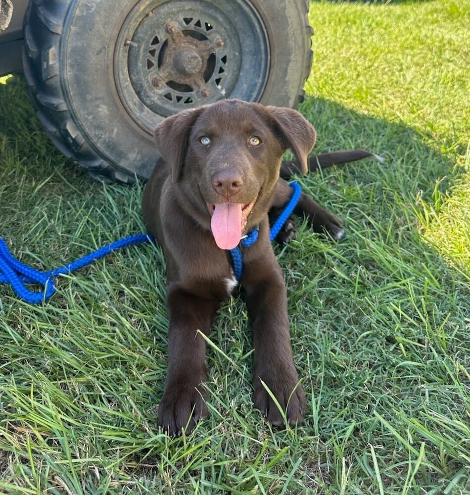 Adopt Fudge Today - Pets TheCountyOffice