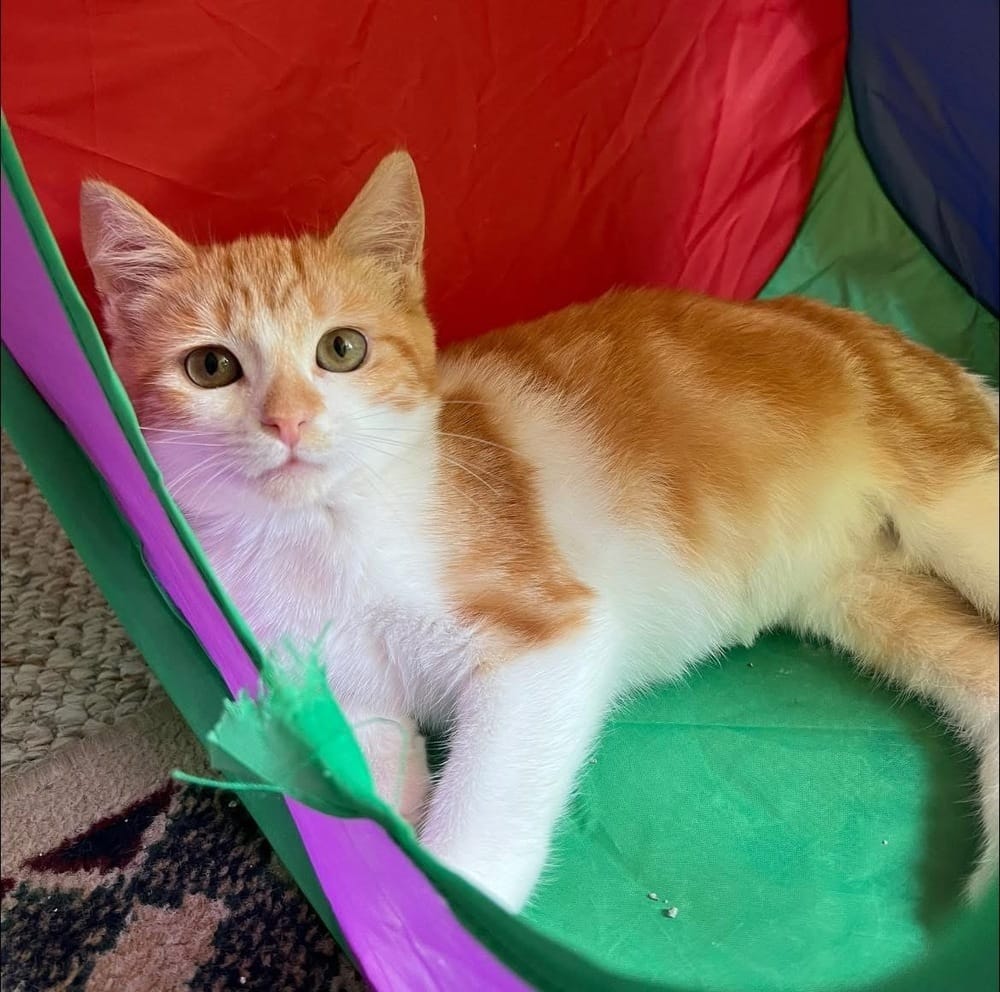 Adopt Aircraft Kittens: Piper Today - Pets TheCountyOffice
