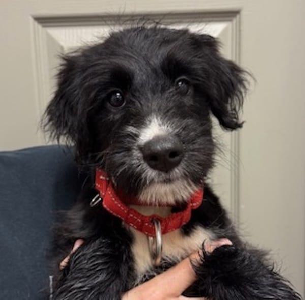 Adopt Piper Today - Pets TheCountyOffice