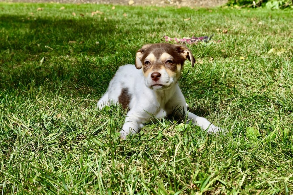 Adopt Petunia Today - Pets TheCountyOffice
