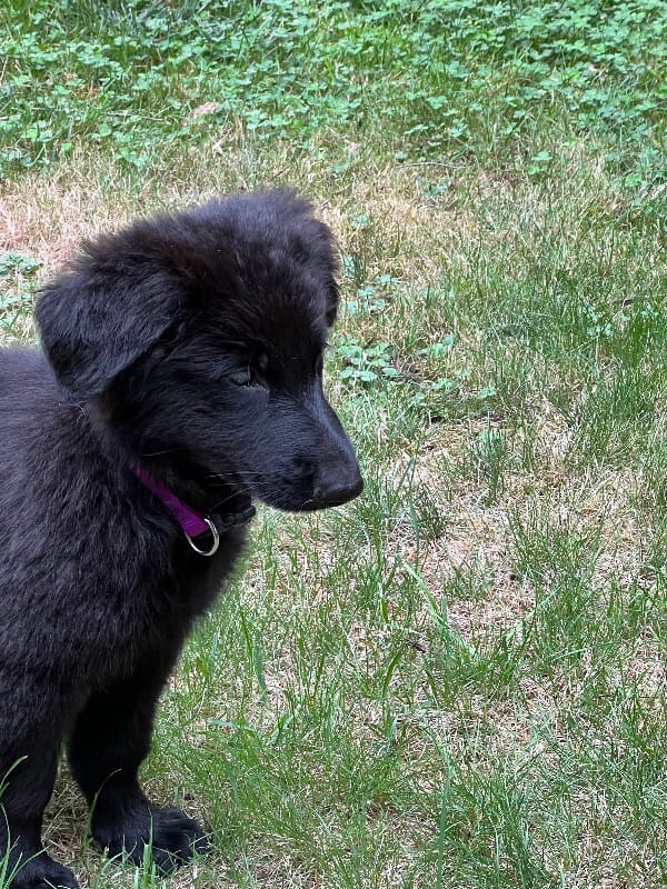 Adopt Madrona Today - Pets TheCountyOffice