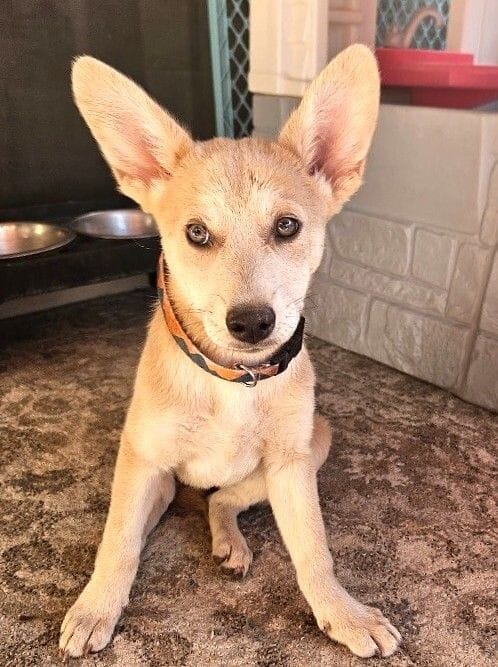 Adopt Nala Today - Pets TheCountyOffice