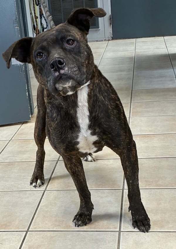 Adopt Hazel Today - Pets TheCountyOffice