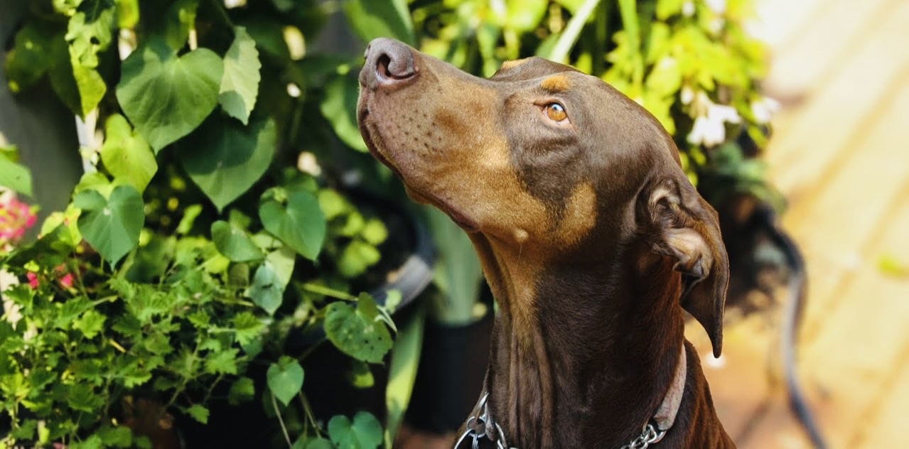 Adopt Milla Today - Pets TheCountyOffice