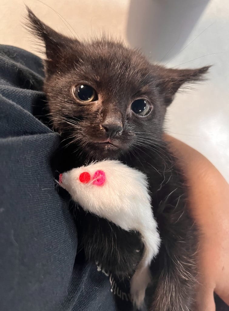 Adopt Hedwig Today - Pets TheCountyOffice