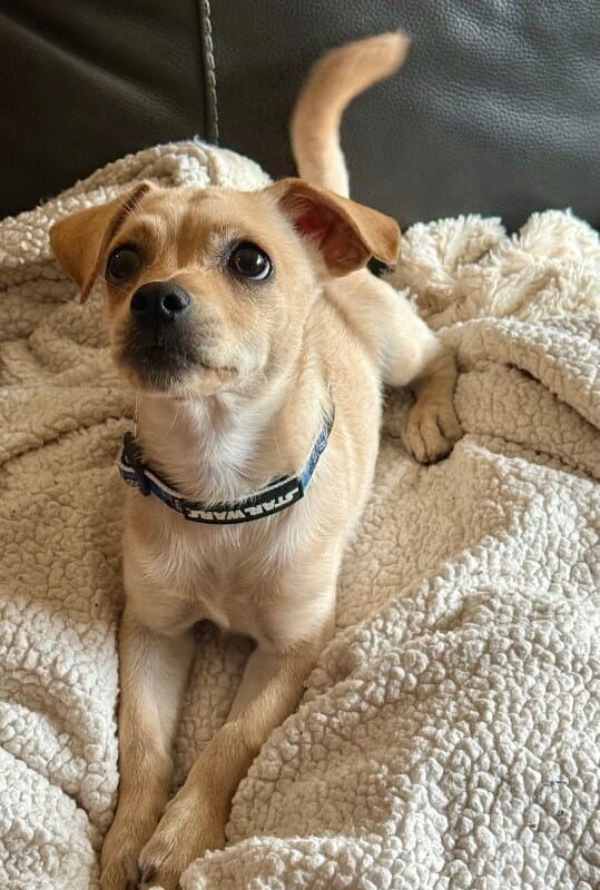Adopt Pip Today - Pets TheCountyOffice