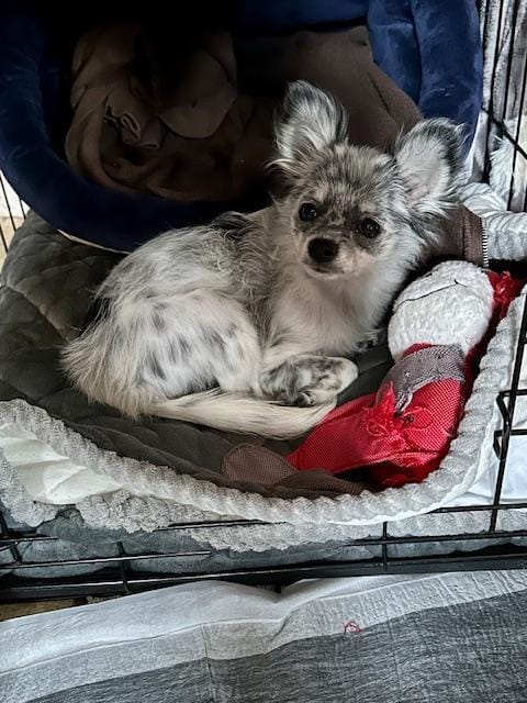 Adopt Simone Today - Pets TheCountyOffice