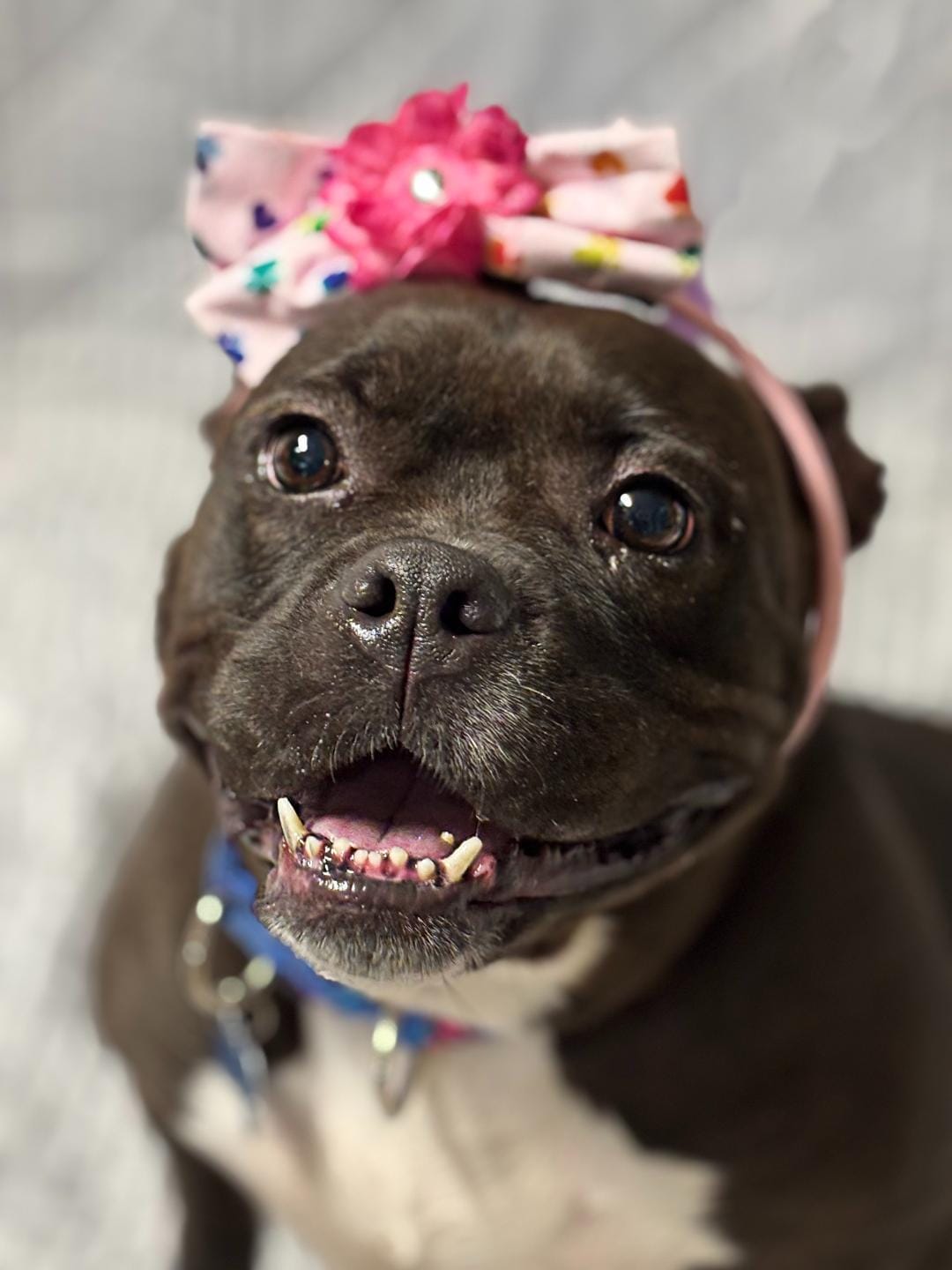 Adopt Cassie Today - Pets TheCountyOffice