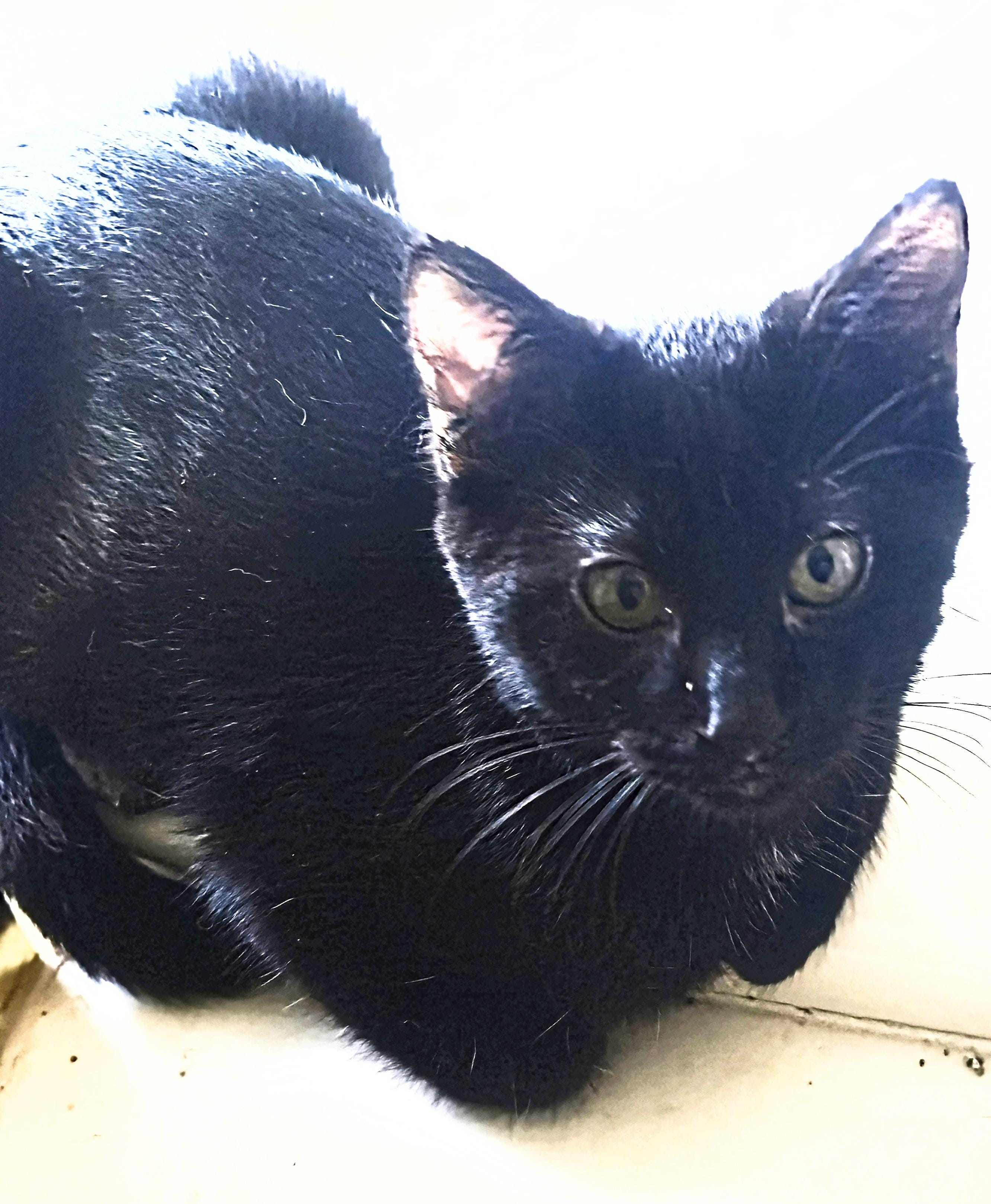 Adopt Gabby Brasuell-Grey Today - Find Paw Pal