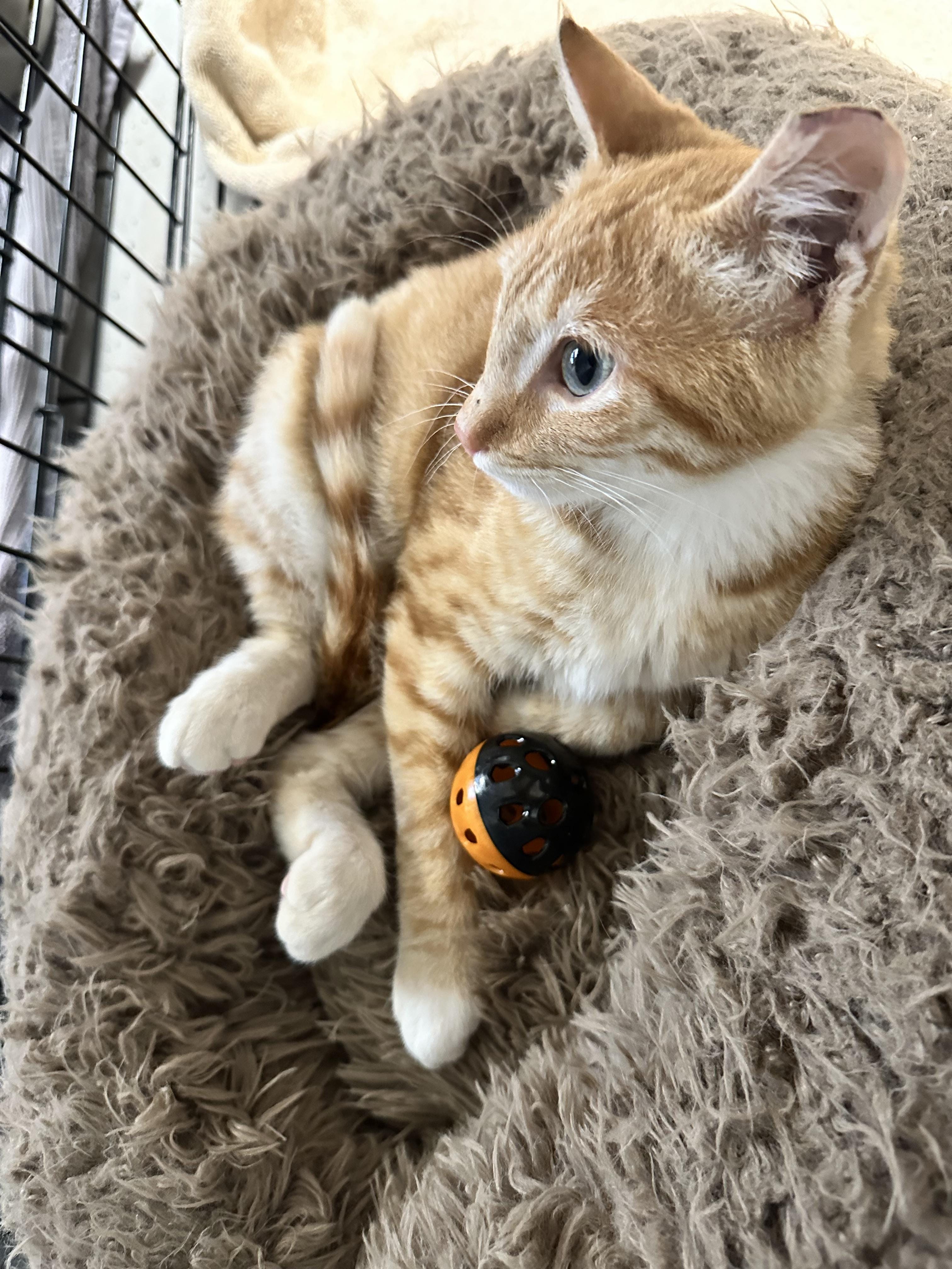 Adopt *MICKEY Today - Pets TheCountyOffice