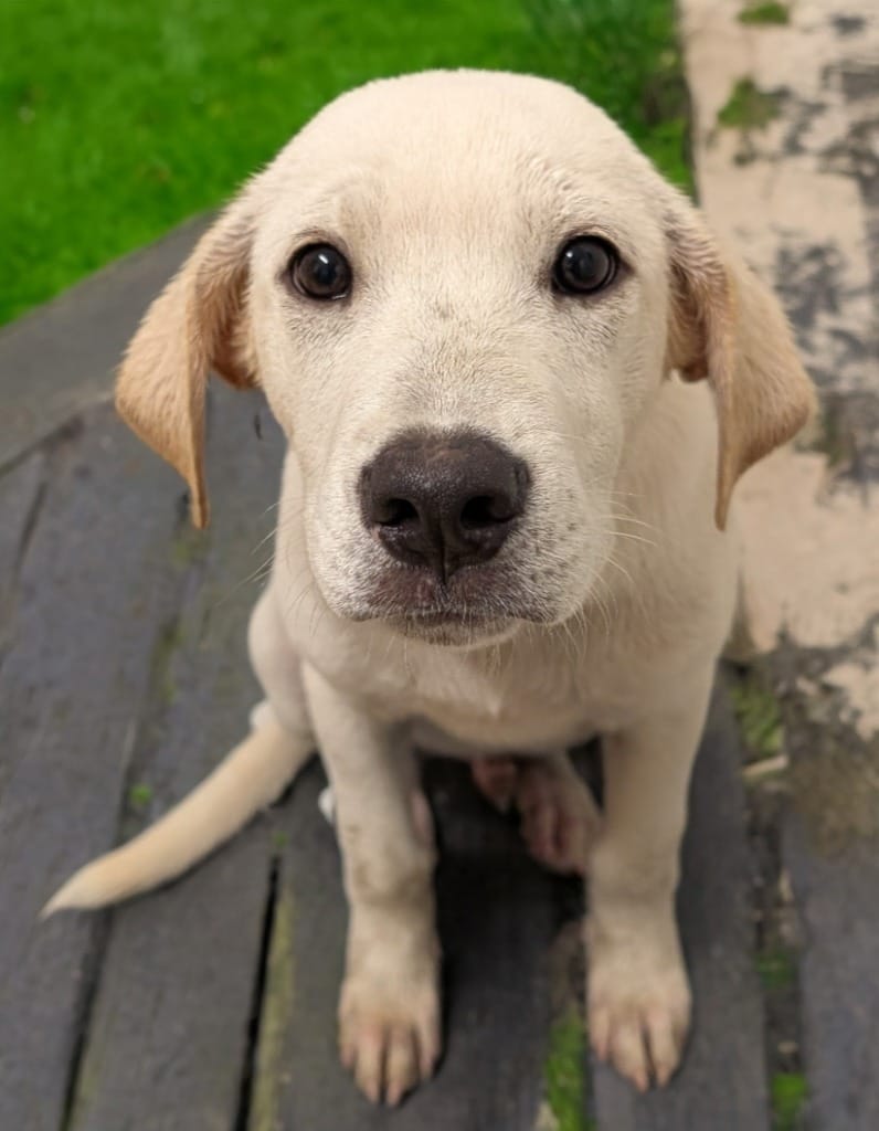 Adopt Kyle Today - Find Paw Pal