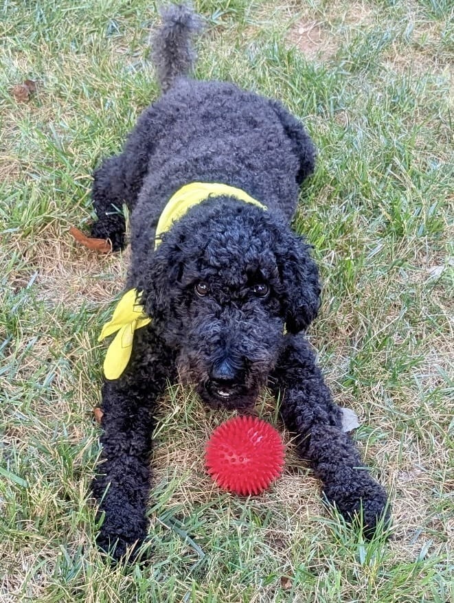 Adopt Bentley Today - Find Paw Pal