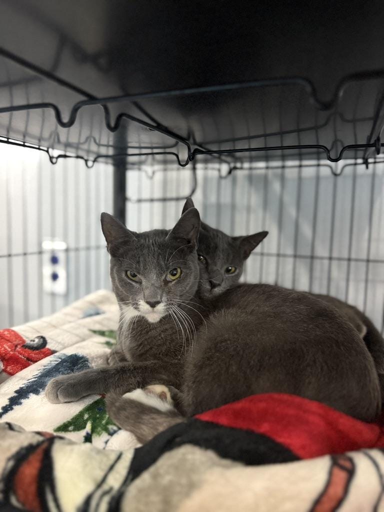 Adopt Denis and Darius Today - Pets TheCountyOffice