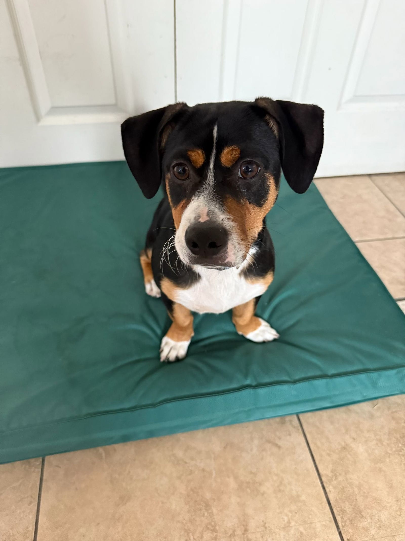 Adopt Willy Today - Find Paw Pal