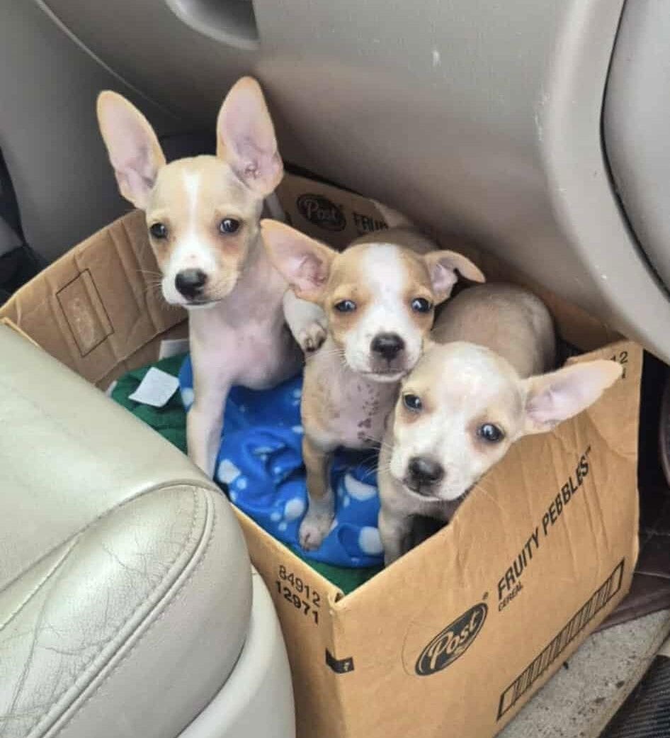 Adopt Tobby Today - Find Paw Pal