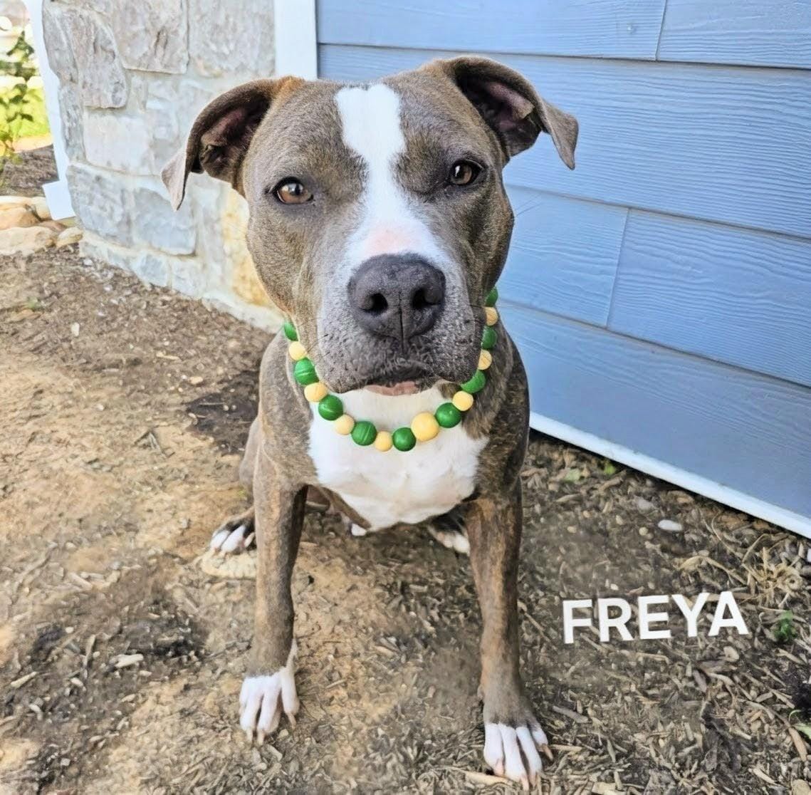 Adopt Freya - LONGEST RESIDENT AT SHELTER! Today - Find Paw Pal