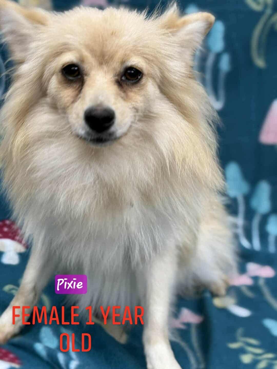Adopt Pixie Today - Pets TheCountyOffice