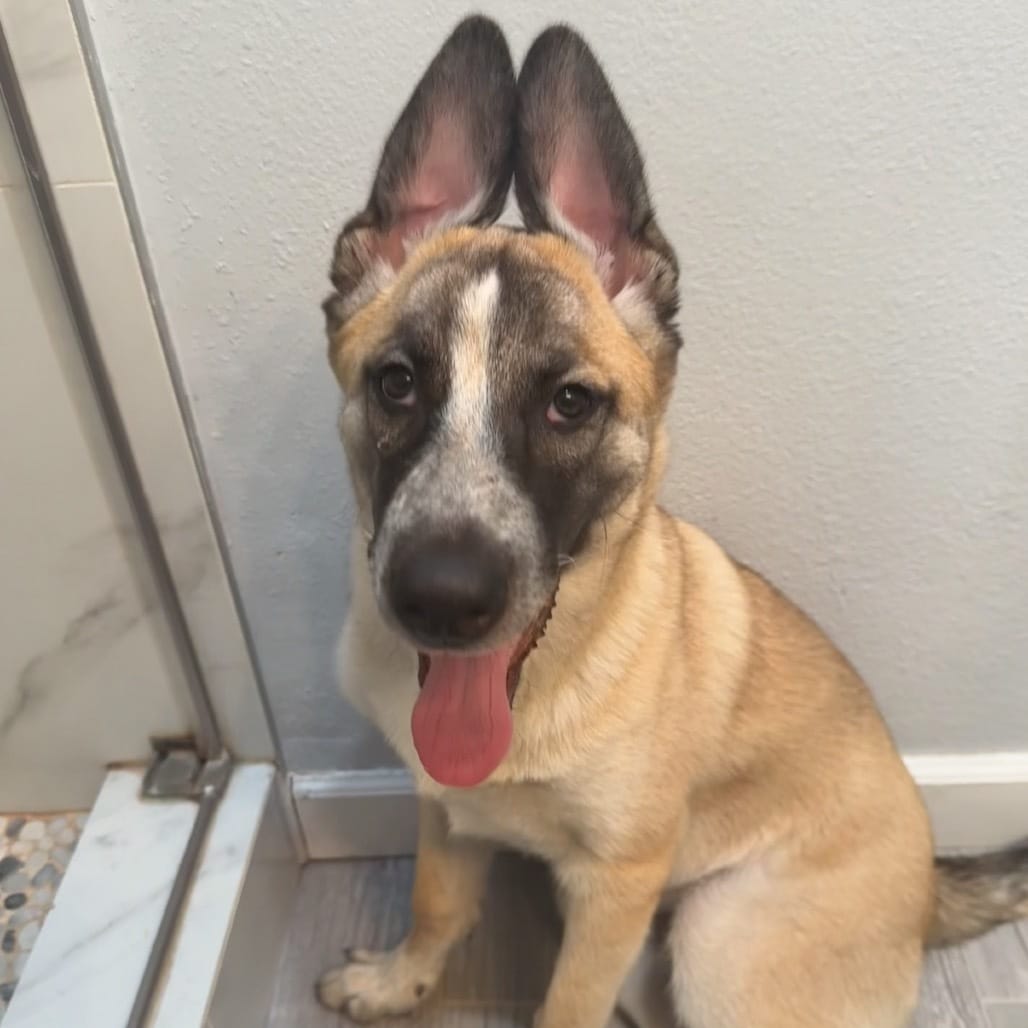 Adopt Blackjack Today - Pets TheCountyOffice