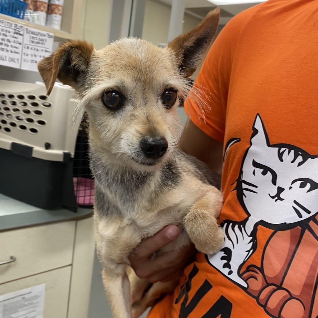 Adopt WAGS-Stray-19553 Today - Find Paw Pal