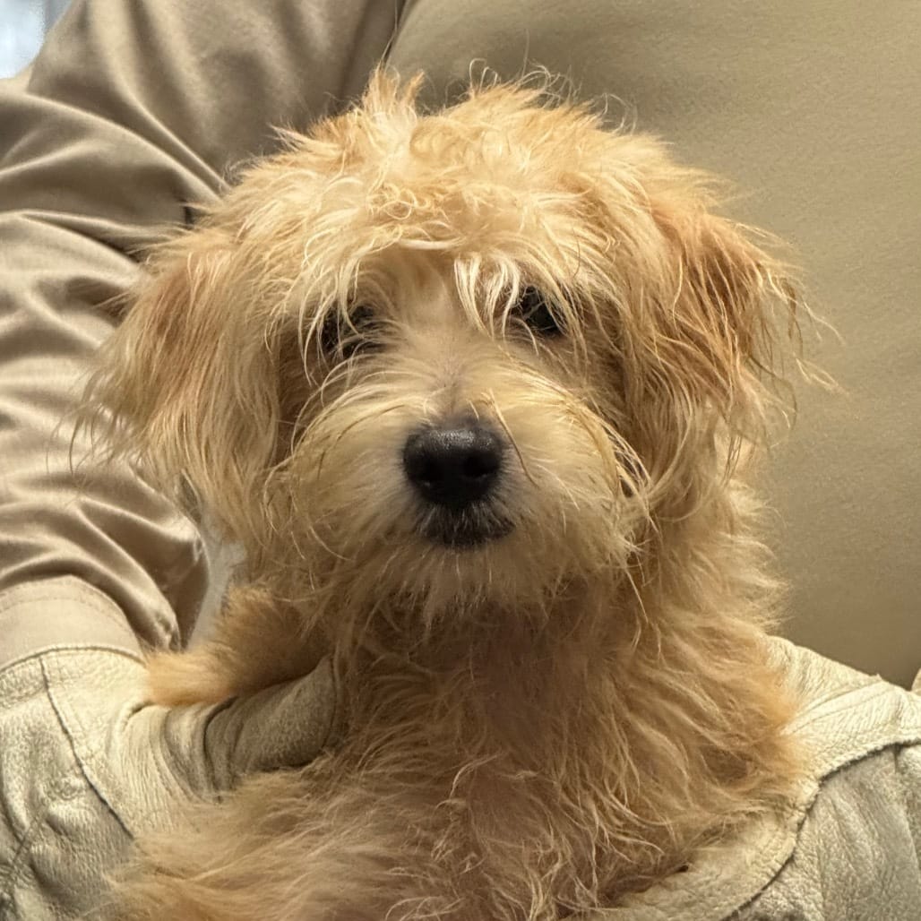 Adopt Eugene Today - Pets TheCountyOffice