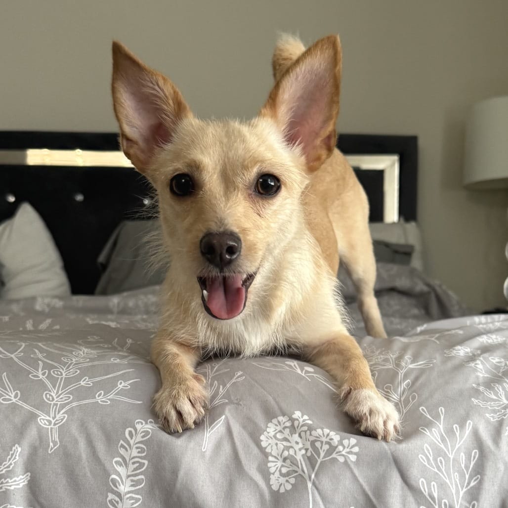 Adopt Coco Today - Pets TheCountyOffice