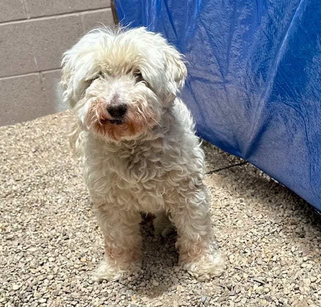 Adopt WALTER* Today - Pets TheCountyOffice