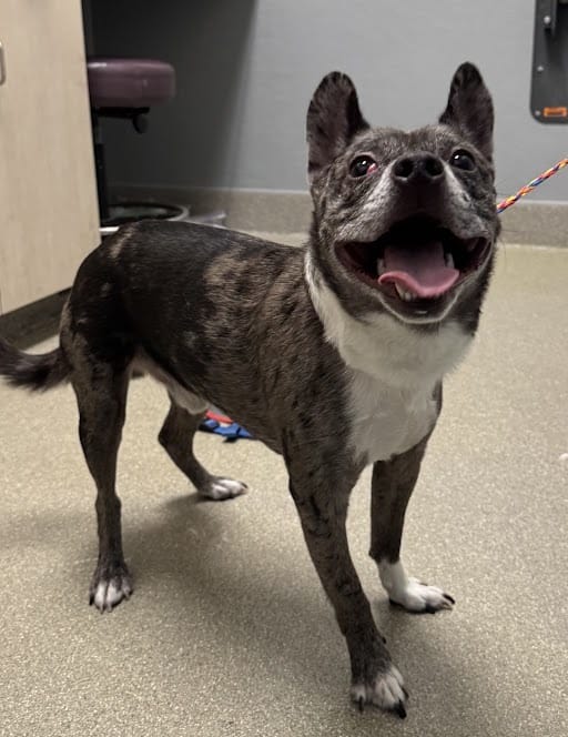 Adopt Max Today - Pets TheCountyOffice