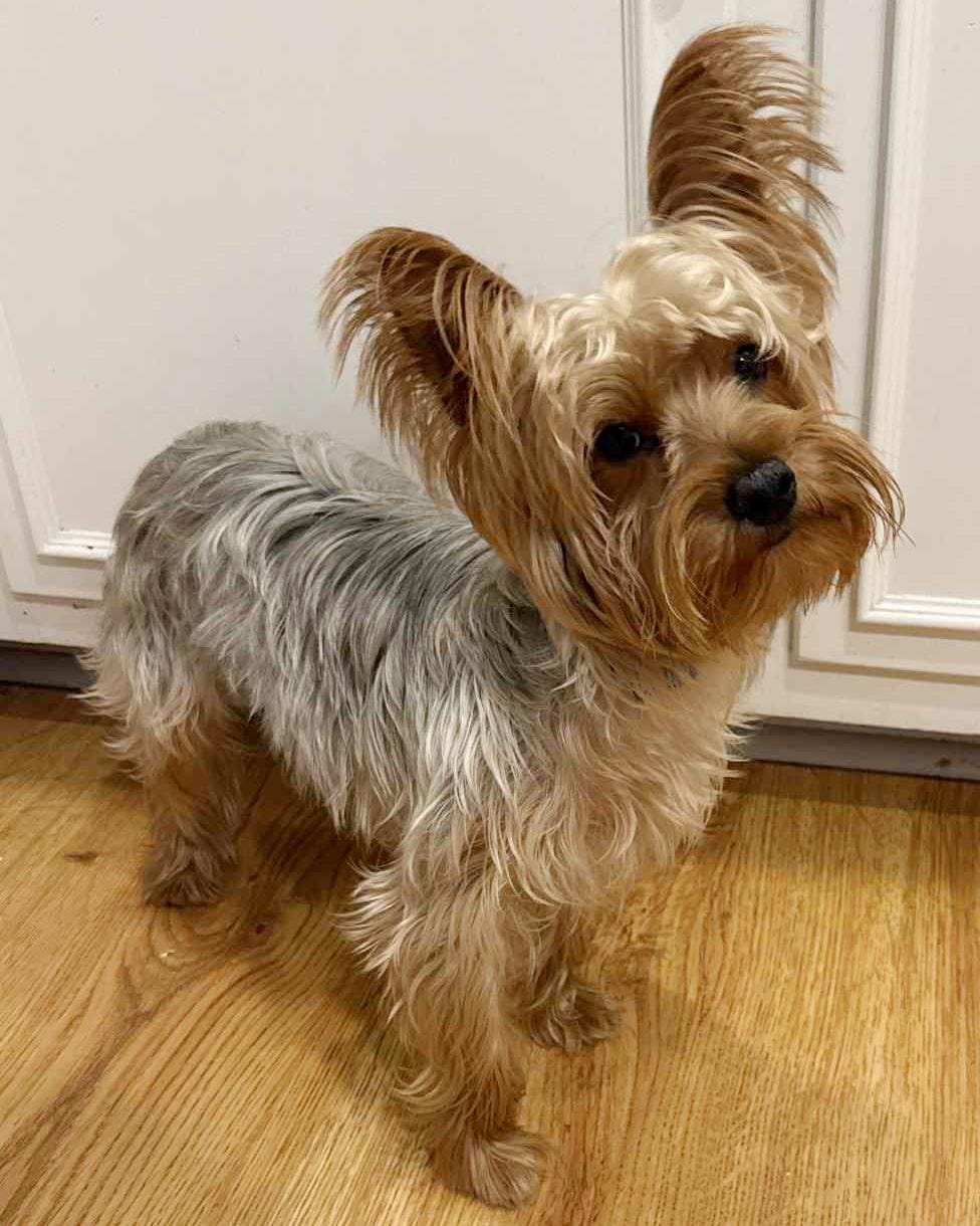 Adopt Brownie and Chocolate! BONDED 18m PUREBRED Yorkie angels! Today ...