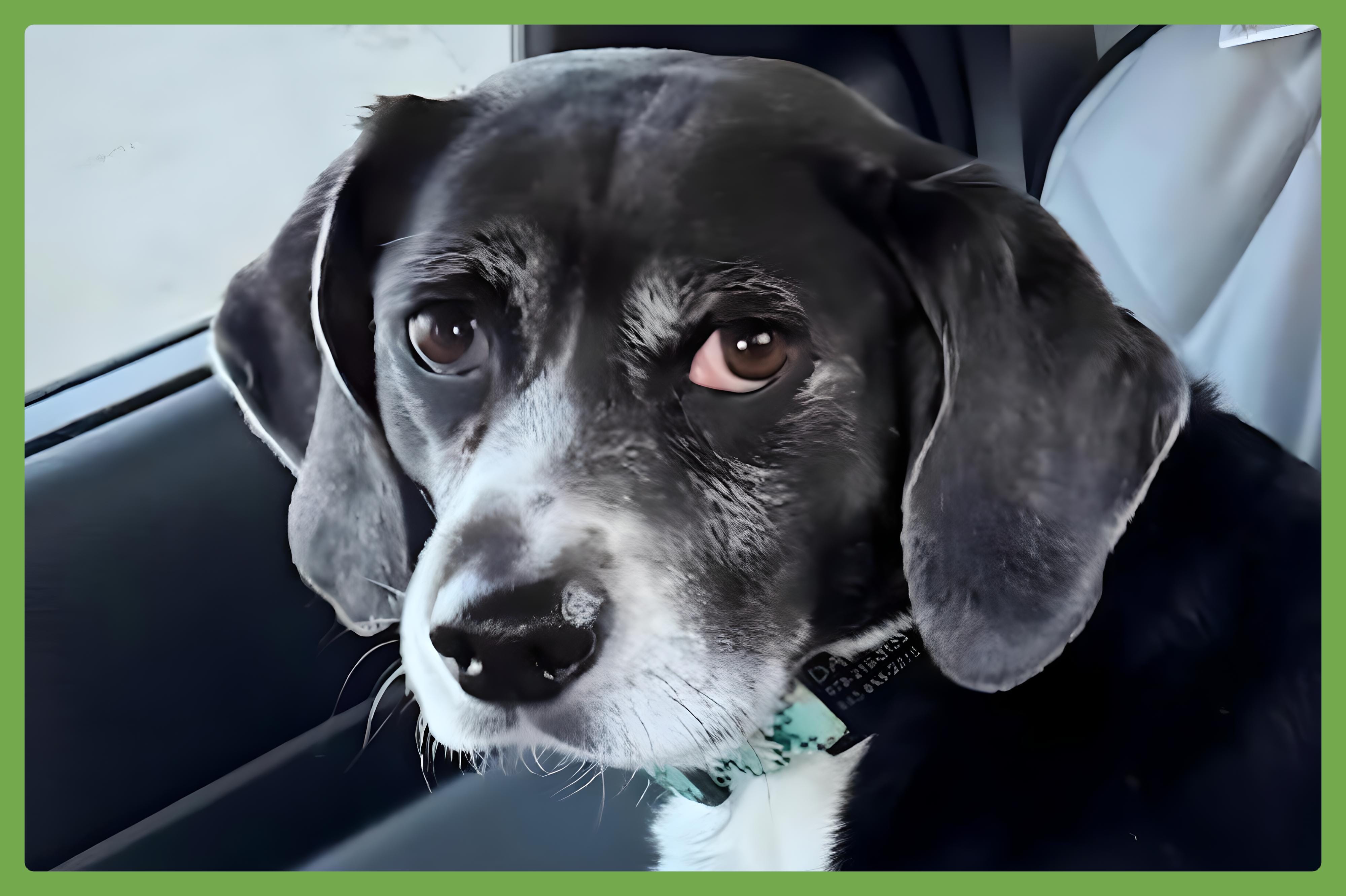 Adopt Daphne Today - Pets TheCountyOffice