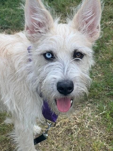 Adopt Deuce (Fun, Playful Family Dog) Today - Find Paw Pal