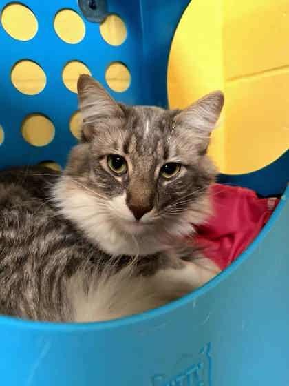 Fox Valley Humane Association in Appleton, WI - Find Paw Pal