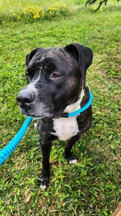 Fox Valley Humane Association in Appleton, WI - Find Paw Pal